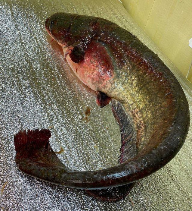 Свіжа річкова риба.Короп.Сазан.Щука.Сом.Судак.Морожена риба.Лінь.: 290 ...