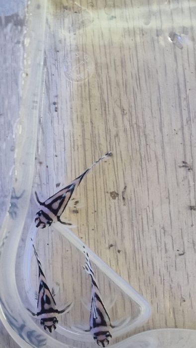 Hypancistrus Zebra L046 Bougado (São Martinho E Santiago) • OLX.pt