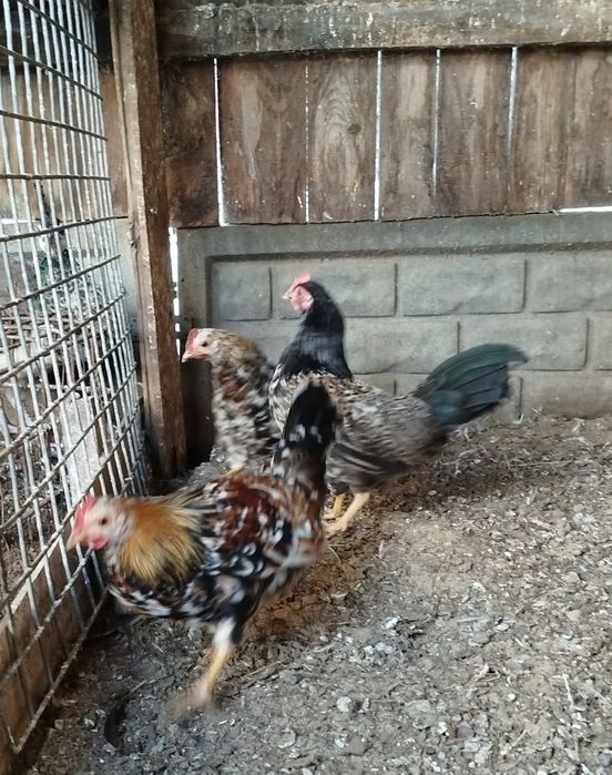Koguty liliputki Cienin-Kolonia • OLX.pl