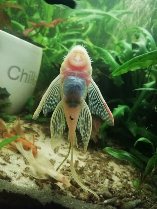 Ancistrus sp albino weloniaste glonojady samce Wyszków • OLX.pl