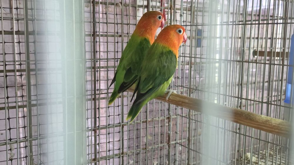 Agapornis Fischer Opalino verde Perelhal • OLX.pt