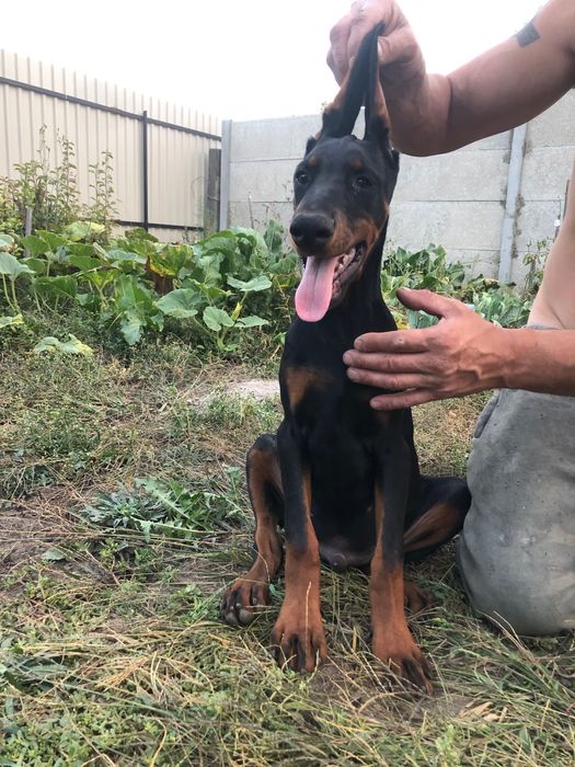 Продам щенят добермана KSU/FCI: 9 000 грн. - Собаки Коростишів на Olx