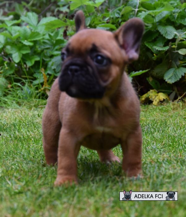 Buldog francuski ZKwP FCI Warszawa Mokotów • OLX.pl