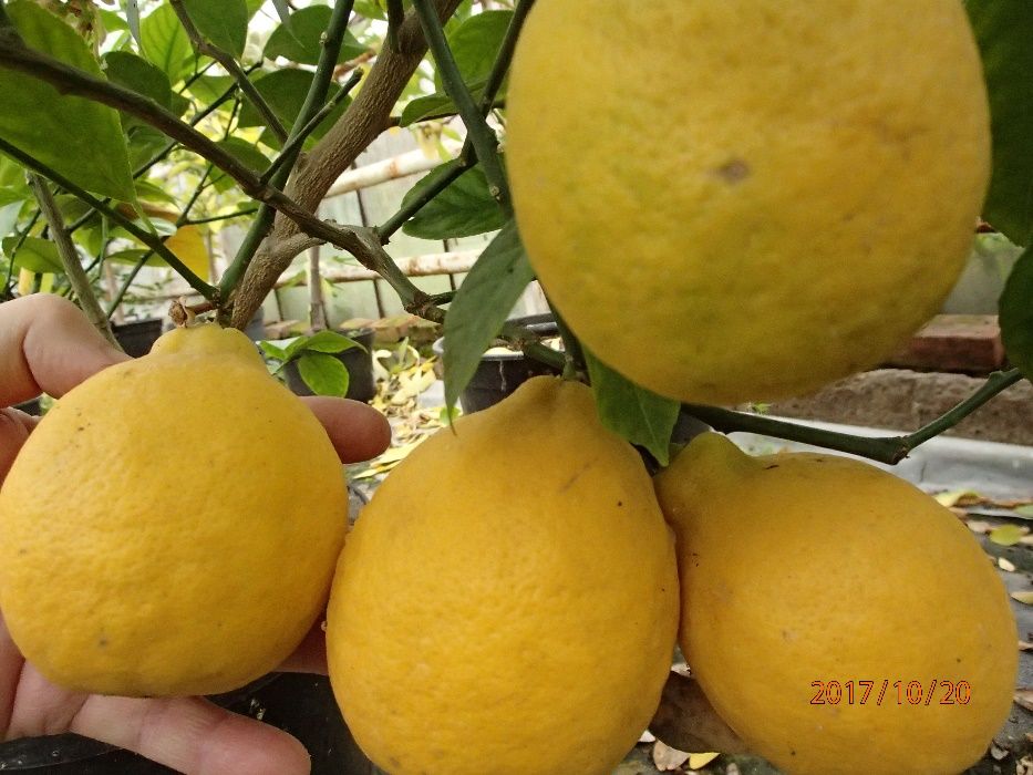 Sadzonka cytryny owocujacej -citrus meyeri w doniczce Szczawin • OLX.pl