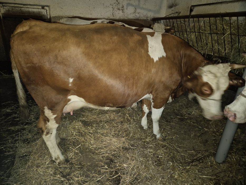 Krowa Simental wysokocielna Grodzisko • OLX.pl
