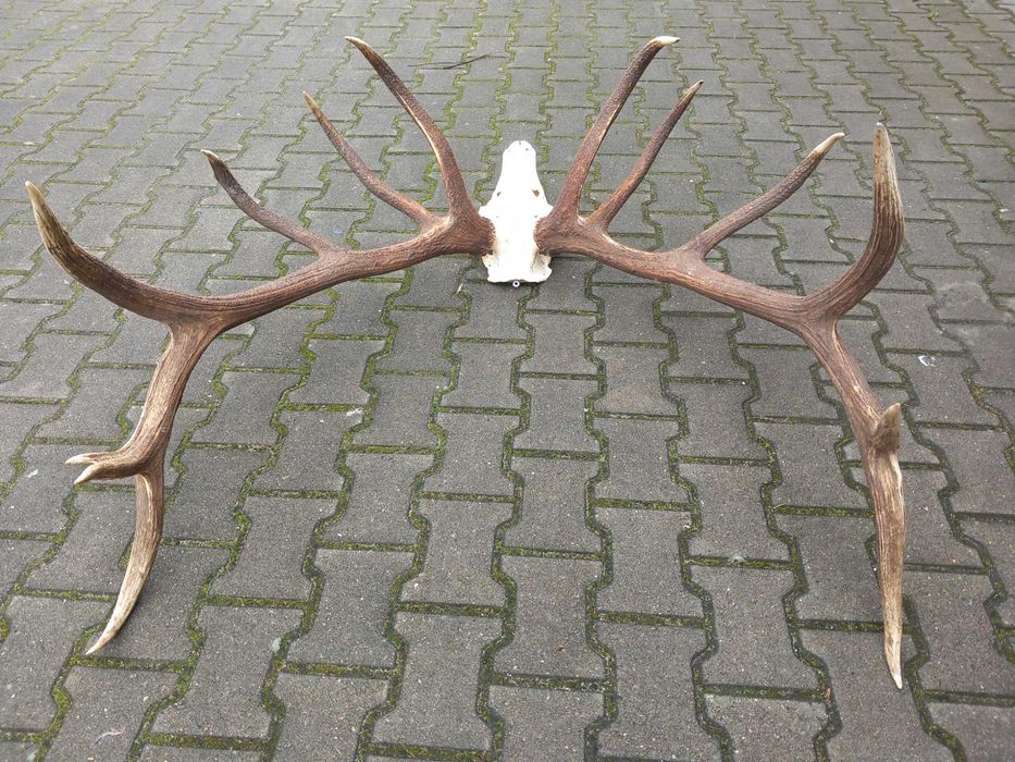 Poroże, Byk, Wieniec, Jeleń, ,Rogi 10,5 kg Stargard • OLX.pl