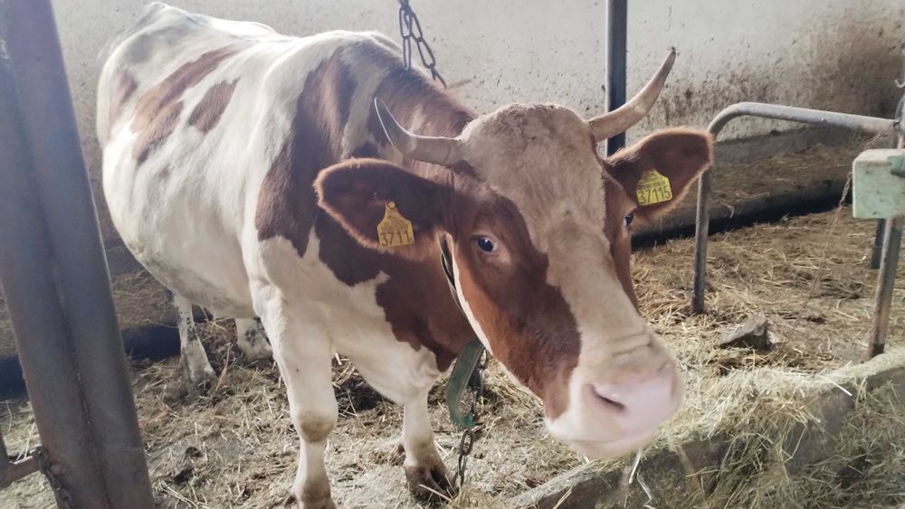 Sprzedam Krowa simental Piszczac • OLX.pl