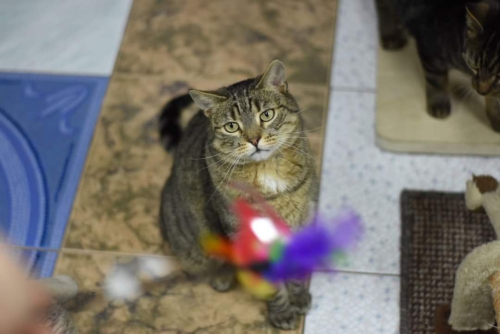 Kotka Pusia szuka domu Warszawa Wawer • OLX.pl