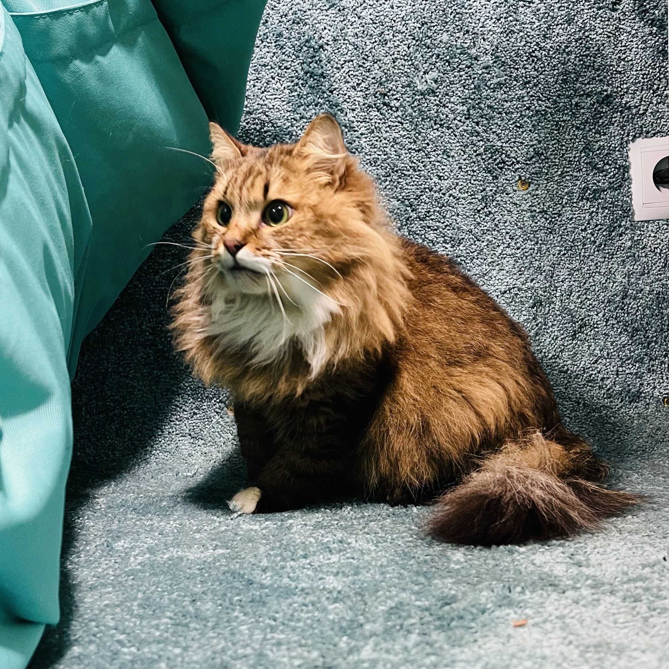 Кошка породы норвежская лесная, 7 лет: Безкоштовно - Безкоштовно ...