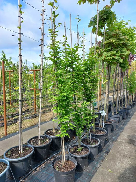 Grab pospolity 'Fastigiata' Carpinus betulus, drzewo kolumnowe Konarzew ...