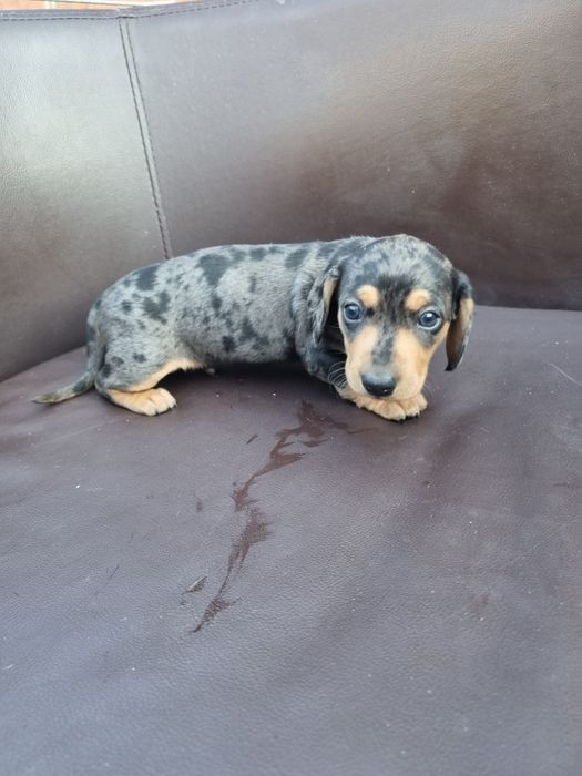 jamnik merle - Twój przyszły pies | OLX Zwierzęta