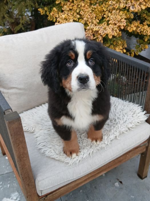 Berneński piesek MORIS,rodowód cztero pokoleniowy, ur.10.11.25 ...