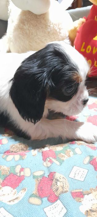 cavalier king charles spaniel - Podkarpackie - sprawdź kategorię Psy rasowe