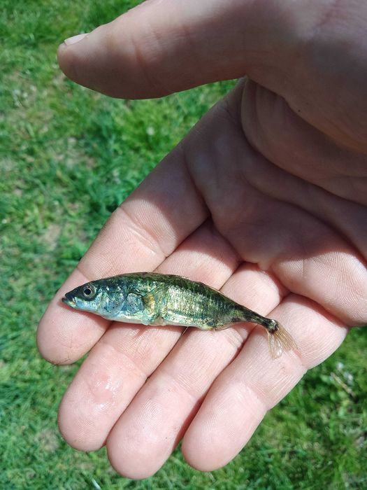 ryby do oczka wodnego w Twojej okolicy? Sprawdź kategorię Zwierzęta