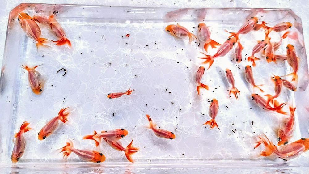 Oranda ,,Red white,, welon welonka welonek goldfish złota rybka welony ...