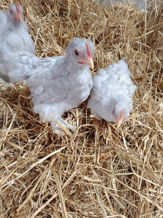 Pekins lavanda cuco Vila do Conde • OLX.pt