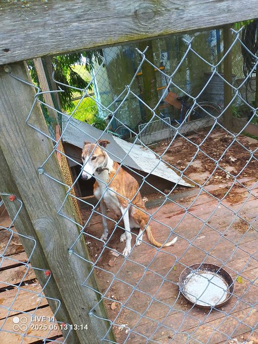 Charty pies i suka Iława • OLX.pl