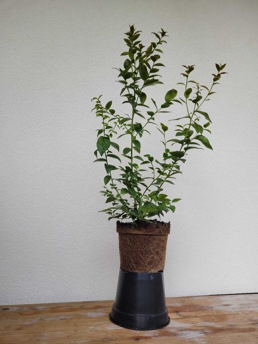 Borówka amerykańska sadzonki / blueberry / / Duke / Chandler/ Bluecrop ...