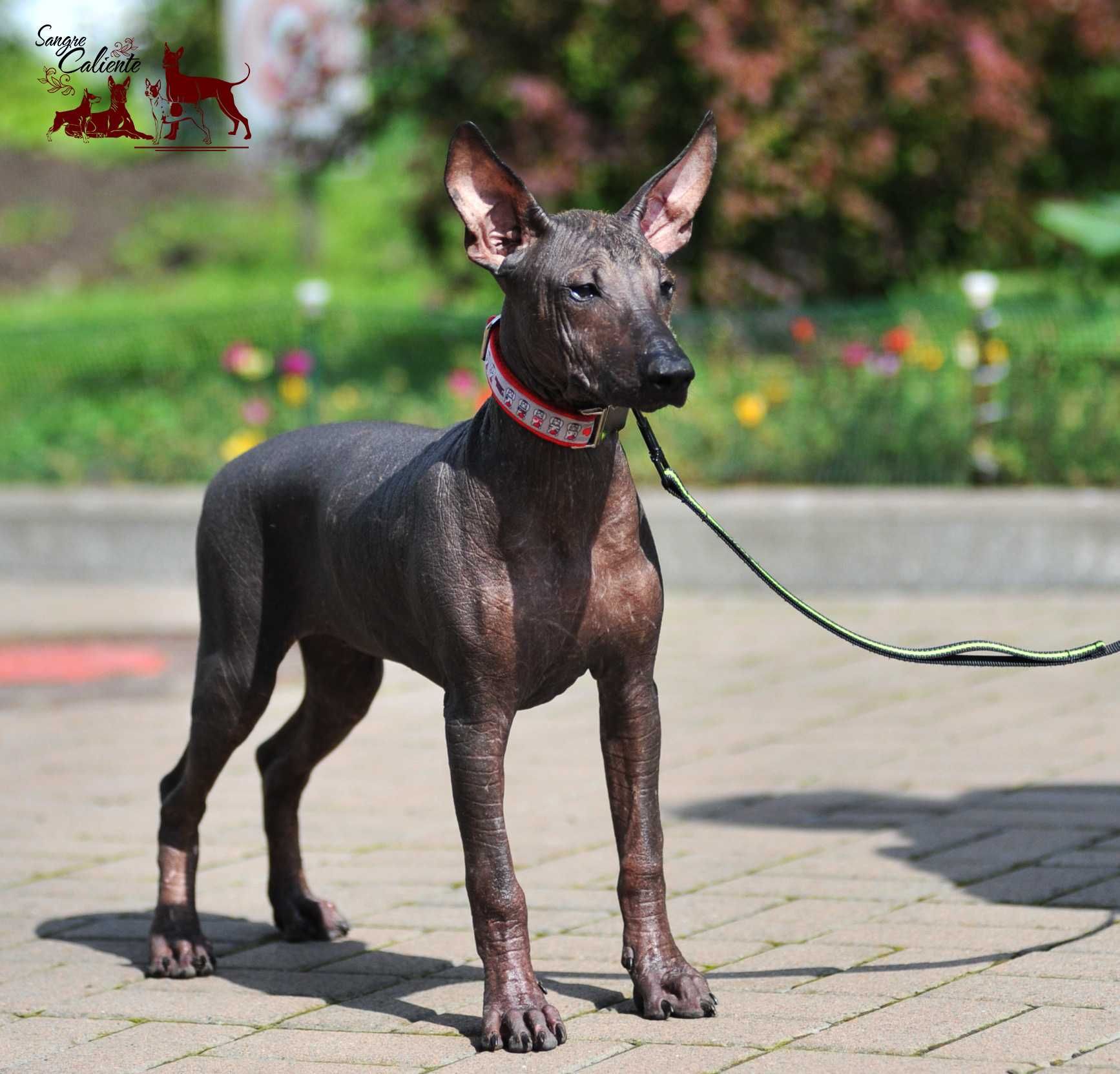 Мексиканський голий собака.( xoloitzquintle ) .: 80 000 грн. - Собаки ...