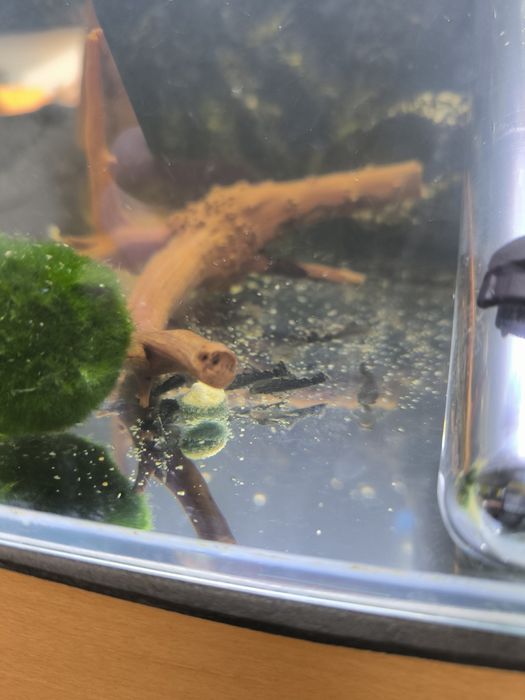 Ancistrus limpa vidros 3 cm Ramada E Caneças • OLX.pt