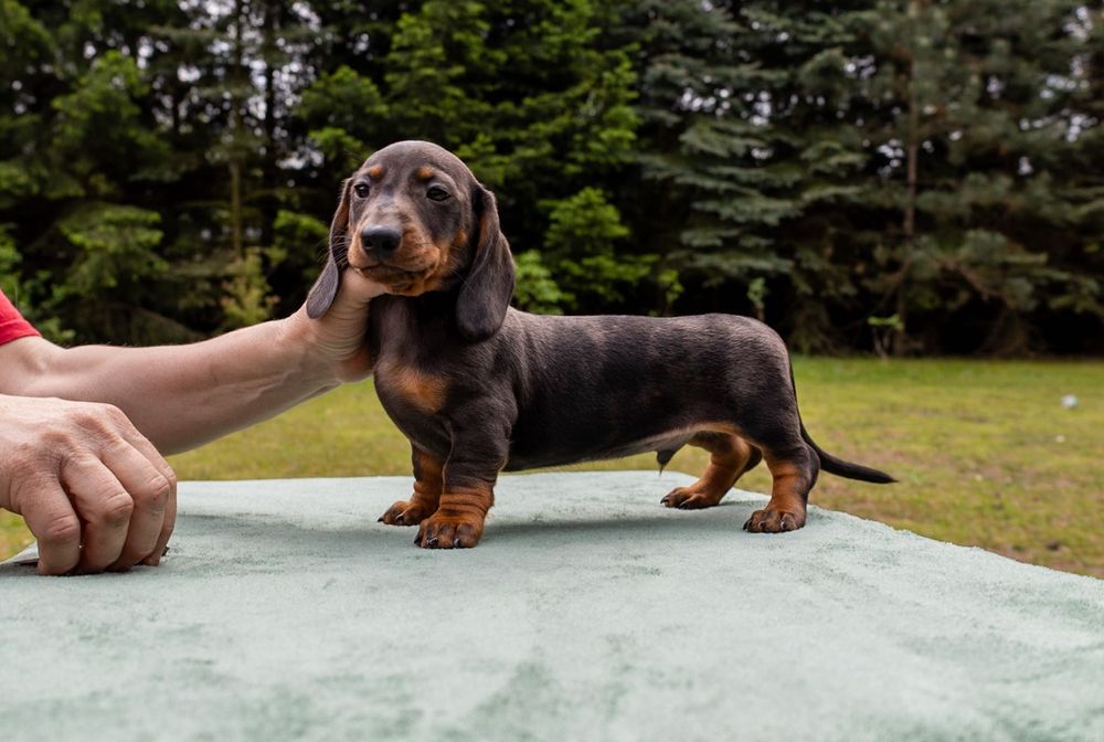 Jamnik miniaturowy merle Budy-Grzybek • OLX.pl