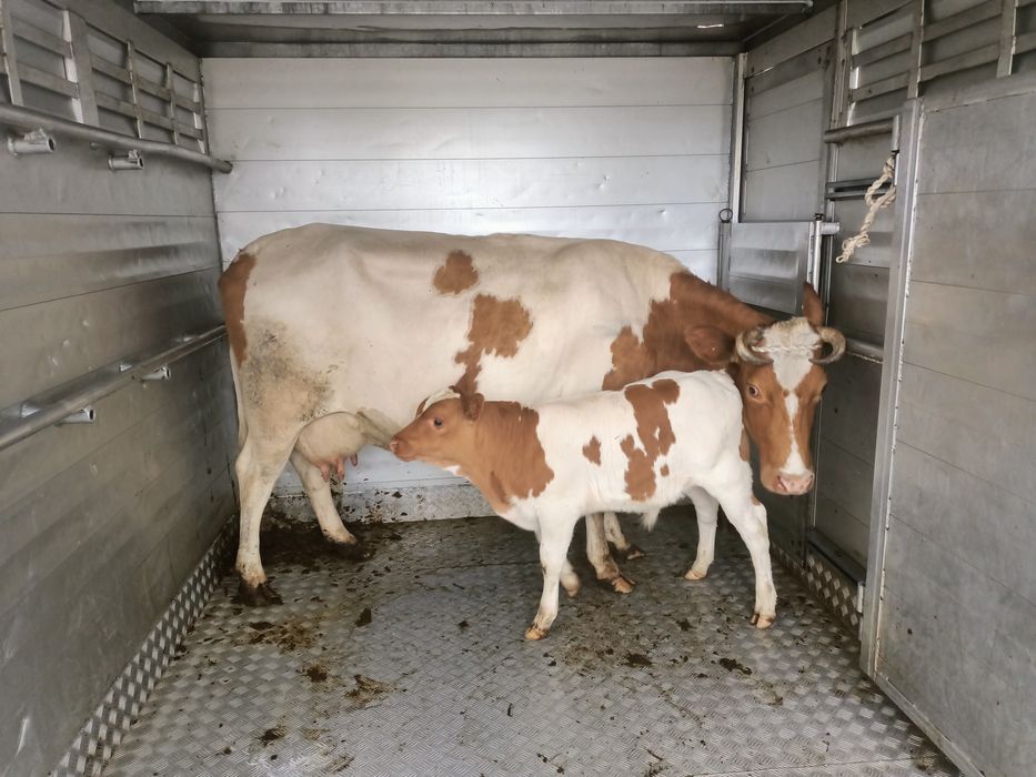 Bydło byki jałówki krowy Siemiatycze • OLX.pl