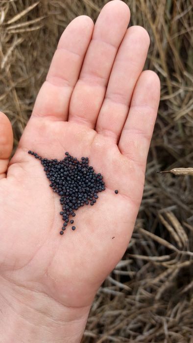 Nasiona rzepaku dla gołębii Dolna • OLX.pl