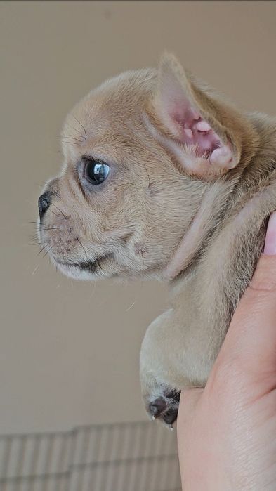 Bulldog Francês Macho Alcantarilha E Pêra • OLX.pt