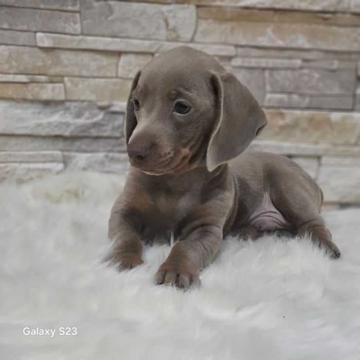 Jamnik miniaturowy krótkowłosy isabella/marmurkowy Kraków Bieńczyce • OLX.pl