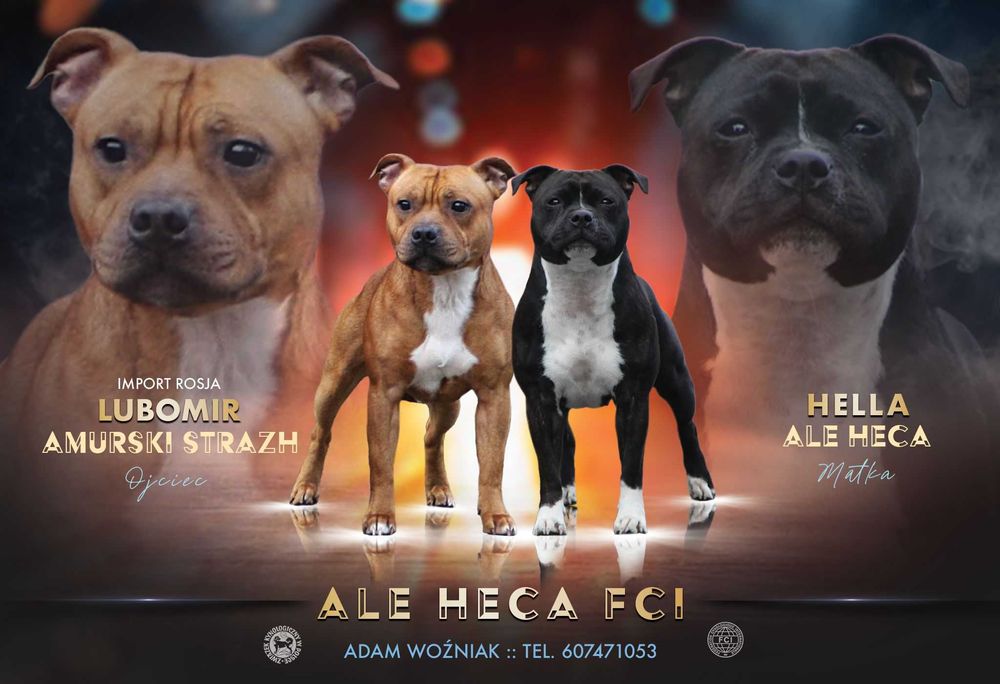 Staffik, Staffordshir bull terrier, ZKwP FCI, szczeniaki Wałbrzych • OLX.pl
