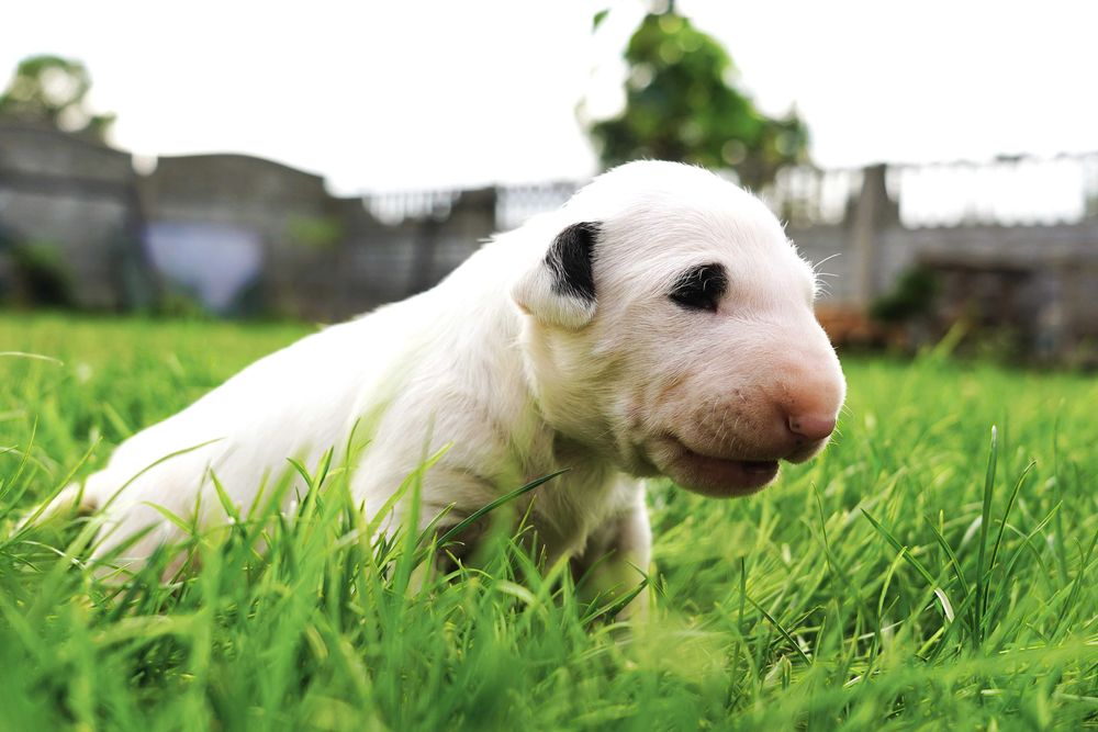 Suka Bulterier STANDARD biała Bullterrier bullterier Opoczno • OLX.pl