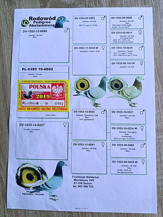 Golebie pocztowe w linii Zakrzewo • OLX.pl