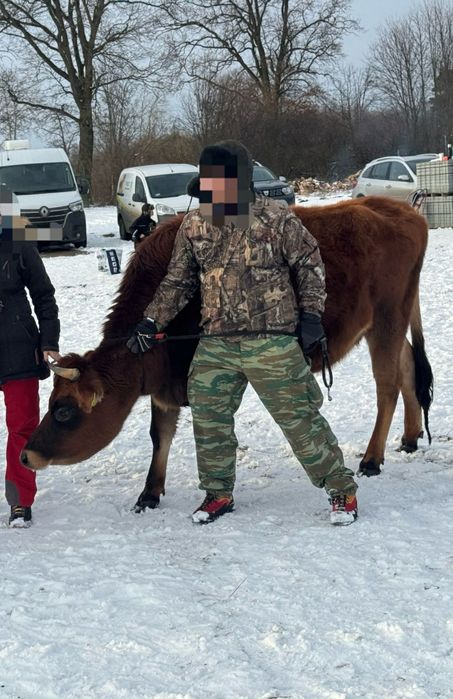 Jałówka, krowa rasy Jersey Targowa Górka • OLX.pl