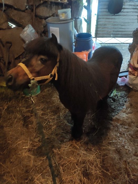 Vendo pônei macho Vieira do Minho • OLX.pt