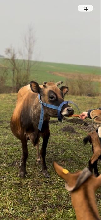 Krowa Jersey z mlekiem A2A2 Stara Olszówka • OLX.pl