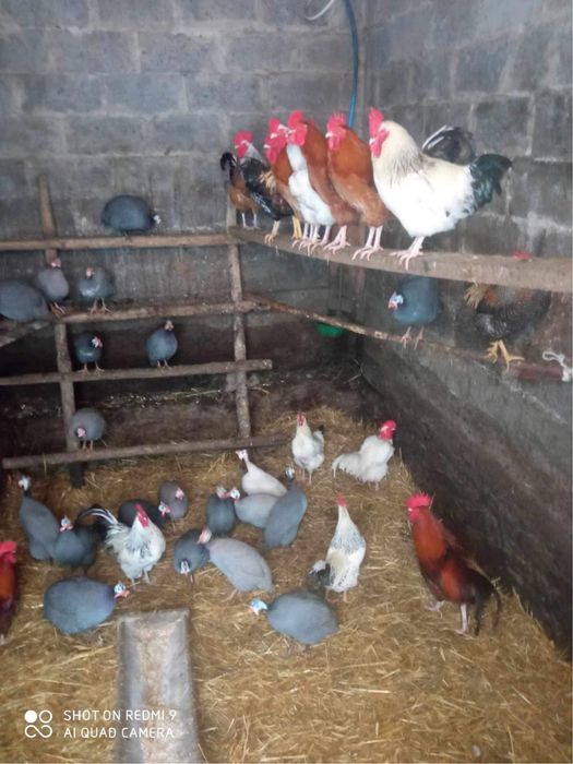 Dla Ciebie wszystko - perliczki - w kategorii Drób