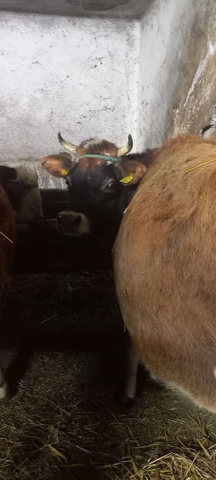 Krowa cielna jersey Rymanów • OLX.pl