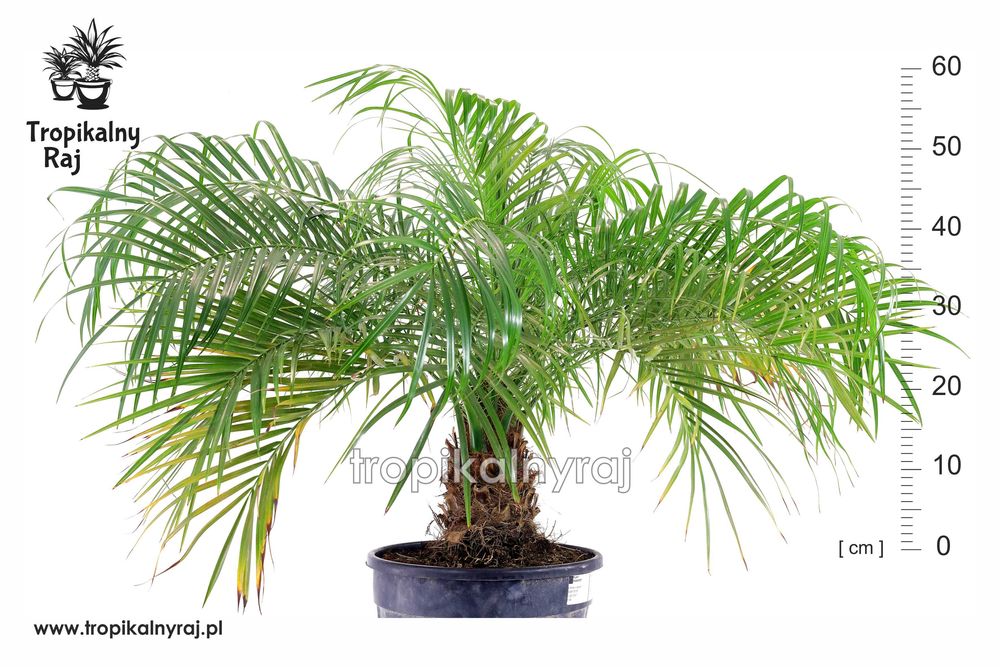 Phoenix roebelenii (Palma Roebelenii) - 60 cm wysylka Ostrów ...