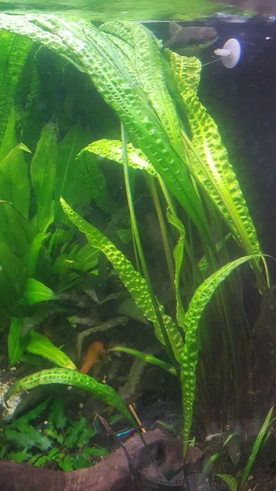 Cryptocoryne balansae karbowana i cryptocoryne wendtii Szczytno • OLX.pl