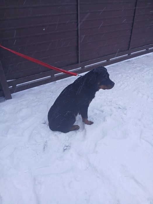 Rottweiler pieski Granowo • OLX.pl