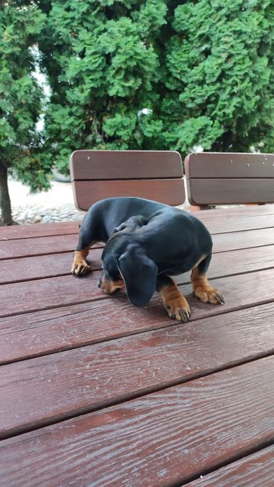 Jamnik miniaturowy krótkowłosy Stęszew • OLX.pl