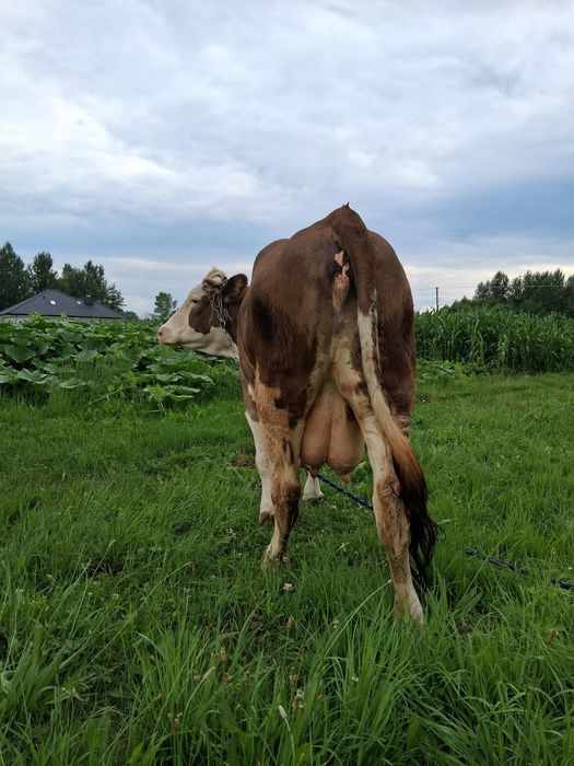 Sprzedam krowe 6 lat Małec • OLX.pl