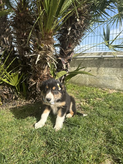 Border Collie Tricolor Linda Vila Franca de Xira • OLX.pt
