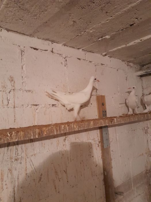 Golebie Bociany krymki Chęciny • OLX.pl