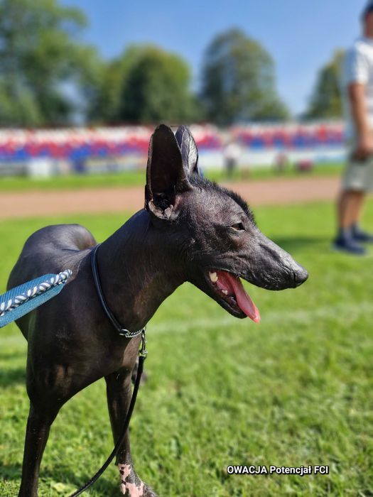 Xolo, Naga suka, 15 m-cy, uprawnienia hodowlane FCI !, Mł Ch.Pl Lublin • OLX.pl