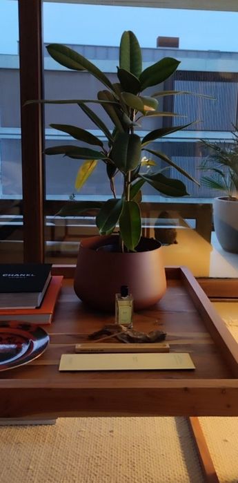 Planta ficus verdadeira Campanhã • OLX.pt