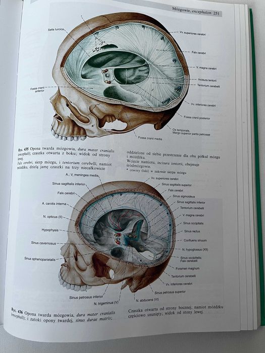 Sobotta Atlas anatomii człowieka Tom 1, Głowa, szyja, kończyna górna ...