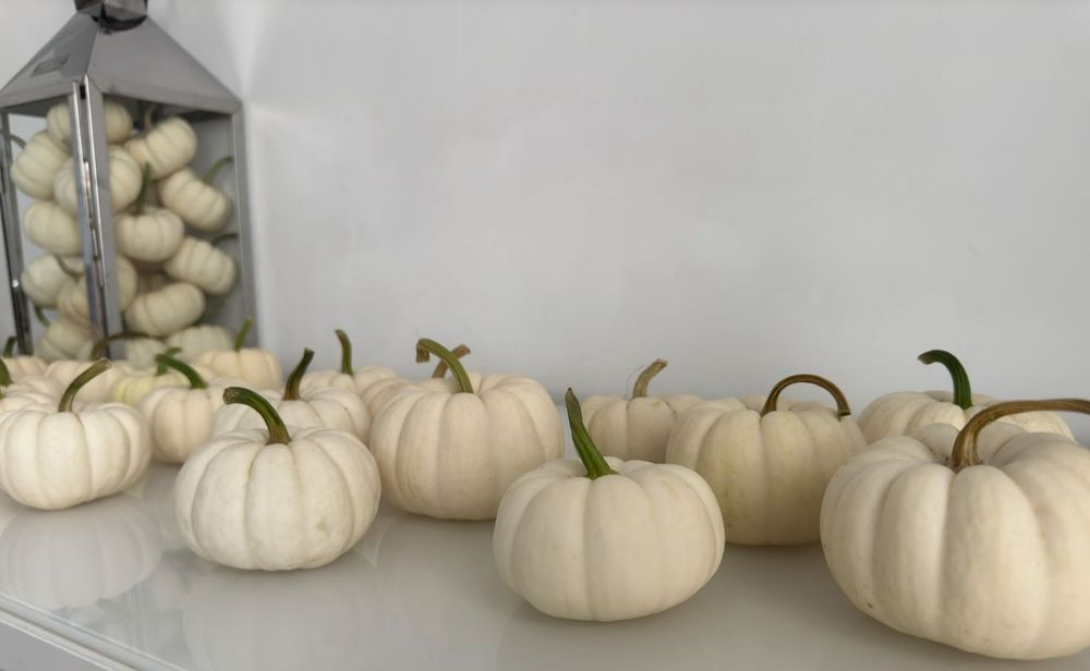 SALE DYNIE HALLOWEEN USA XXL jadalna bio dynia ozdobna biała baby boo ...