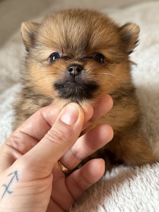 Szpic miniaturowy pomeranian Poznań Junikowo • OLX.pl