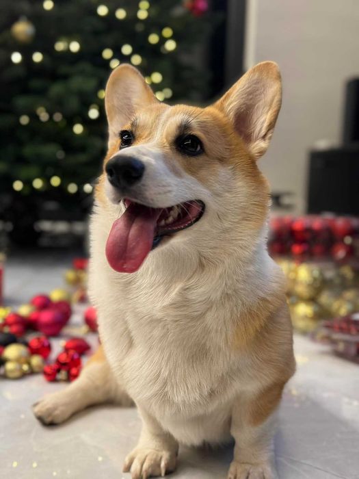 Welsh Corgi Pembroke Natural Bobtail zapowiedz miotu 2025 Tarnów • OLX.pl